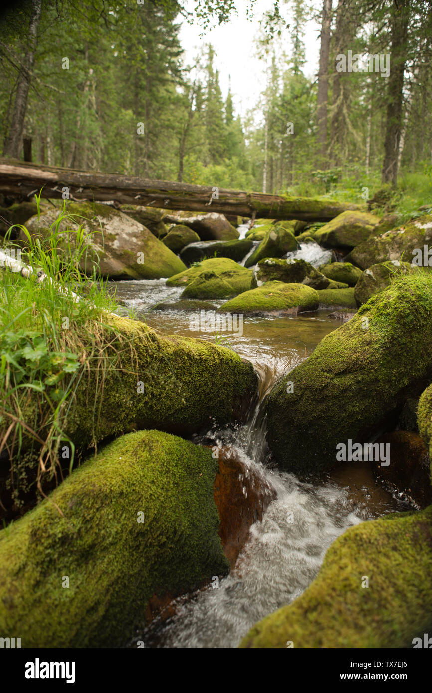 Overgrown gutters hi-res stock photography and images - Alamy