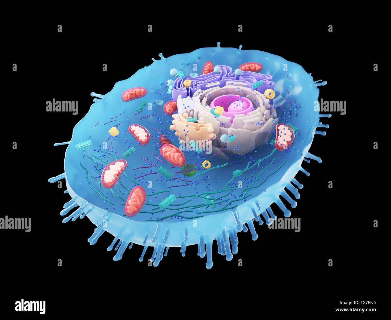 Cell membrane cross section hi-res stock photography and images - Alamy