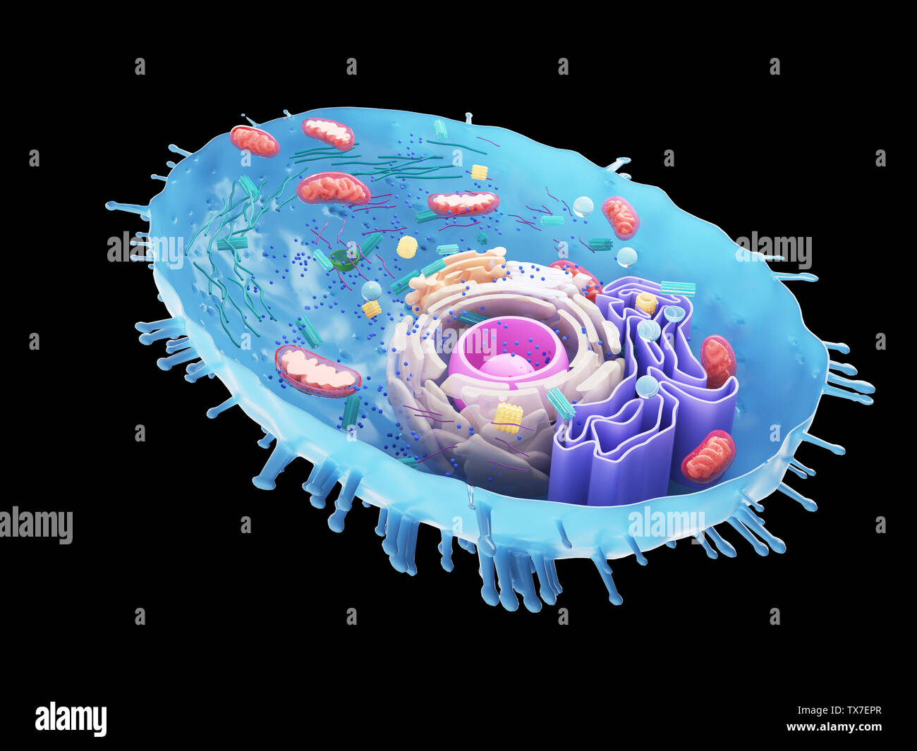 Lysosome Stock Photos & Lysosome Stock Images - Alamy