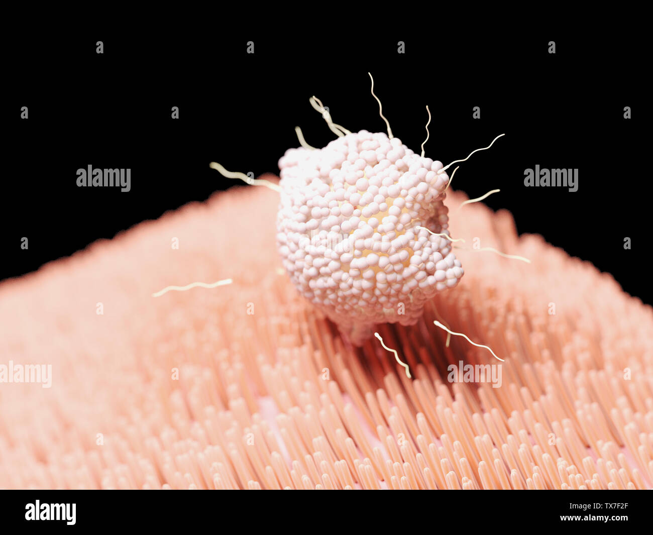 3d rendered illustration of a human egg cell Stock Photo - Alamy