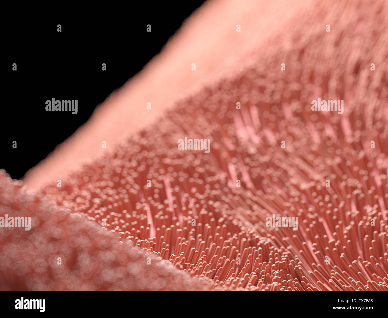 Ciliated epithelial cell hi-res stock photography and images - Alamy