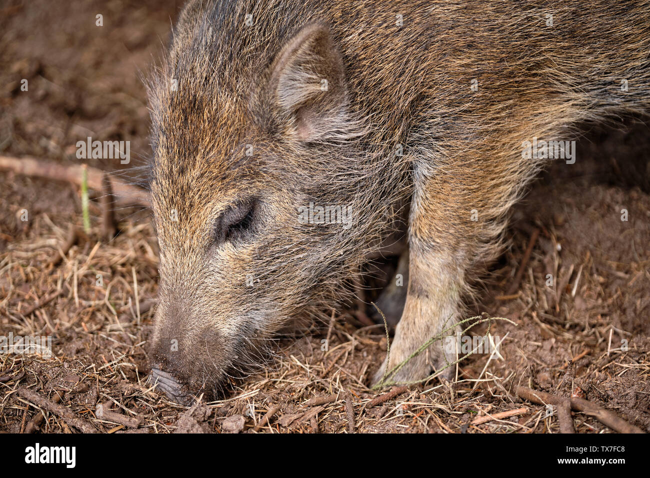 Nose to the ground hi-res stock photography and images - Alamy