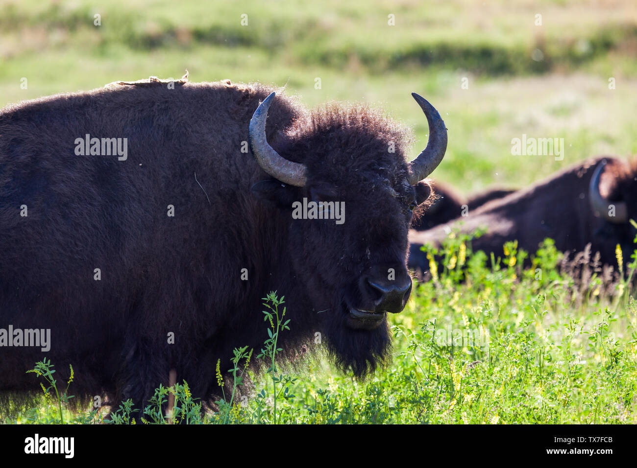 An American bison chews on wildflowers in the afternoon sunshine at ...