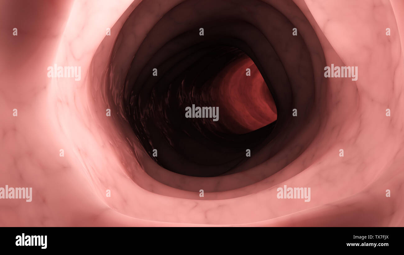 3d rendered medically accurate illustration of a healthy human colon ...