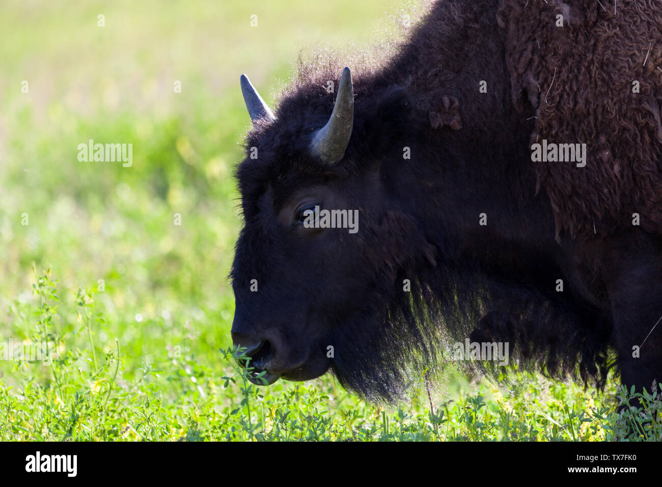 The profile of a young bison in the afternoon sunshine and prairie ...