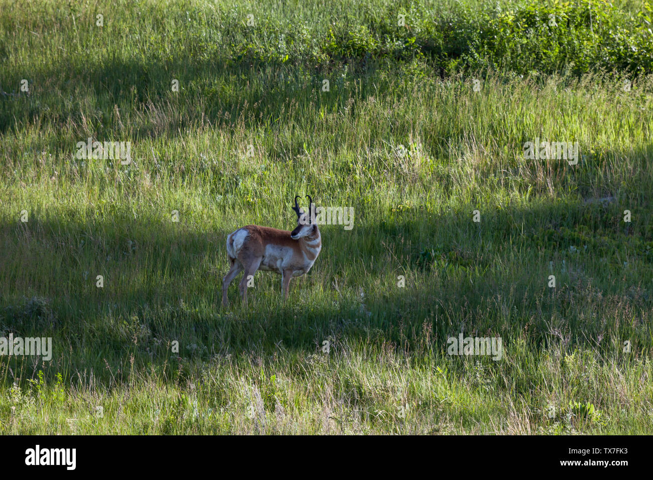 A male antelope hides in the shade of a tall tree to look at his ...