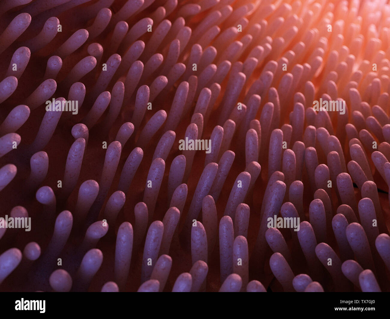 3d rendered medically accurate illustration of intestinal villi Stock ...