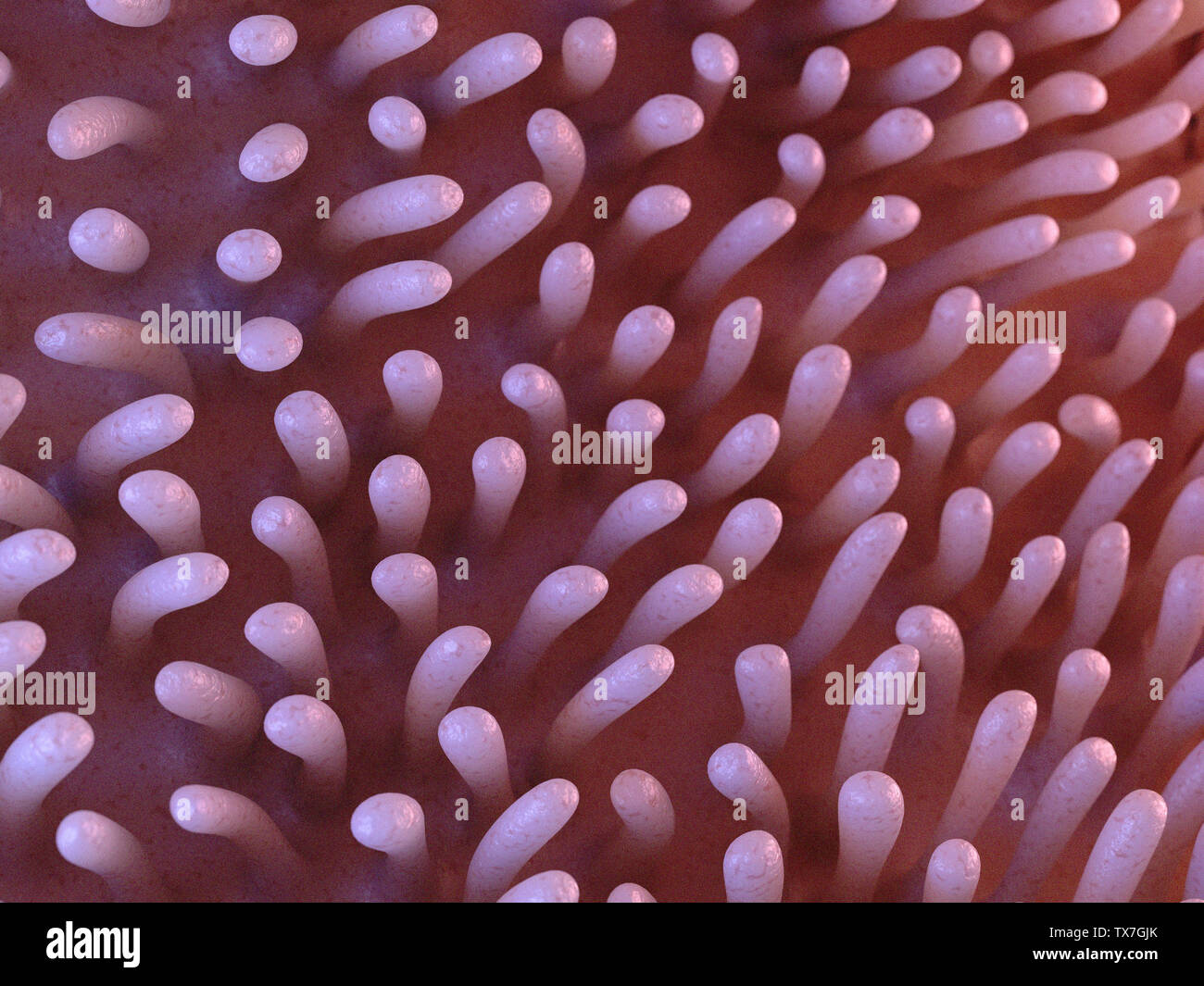 3d rendered medically accurate illustration of intestinal villi Stock ...