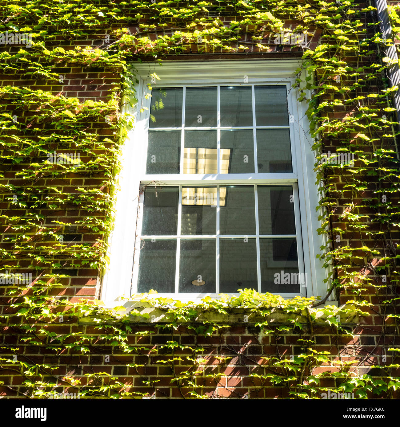 Ivy vines surround a white window frame on a brick building Stock Photo ...