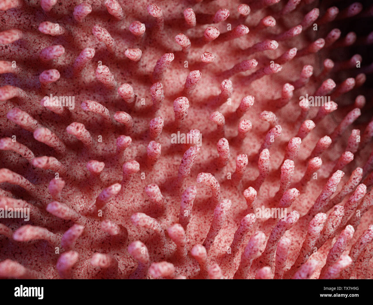 Histology colon hi-res stock photography and images - Alamy