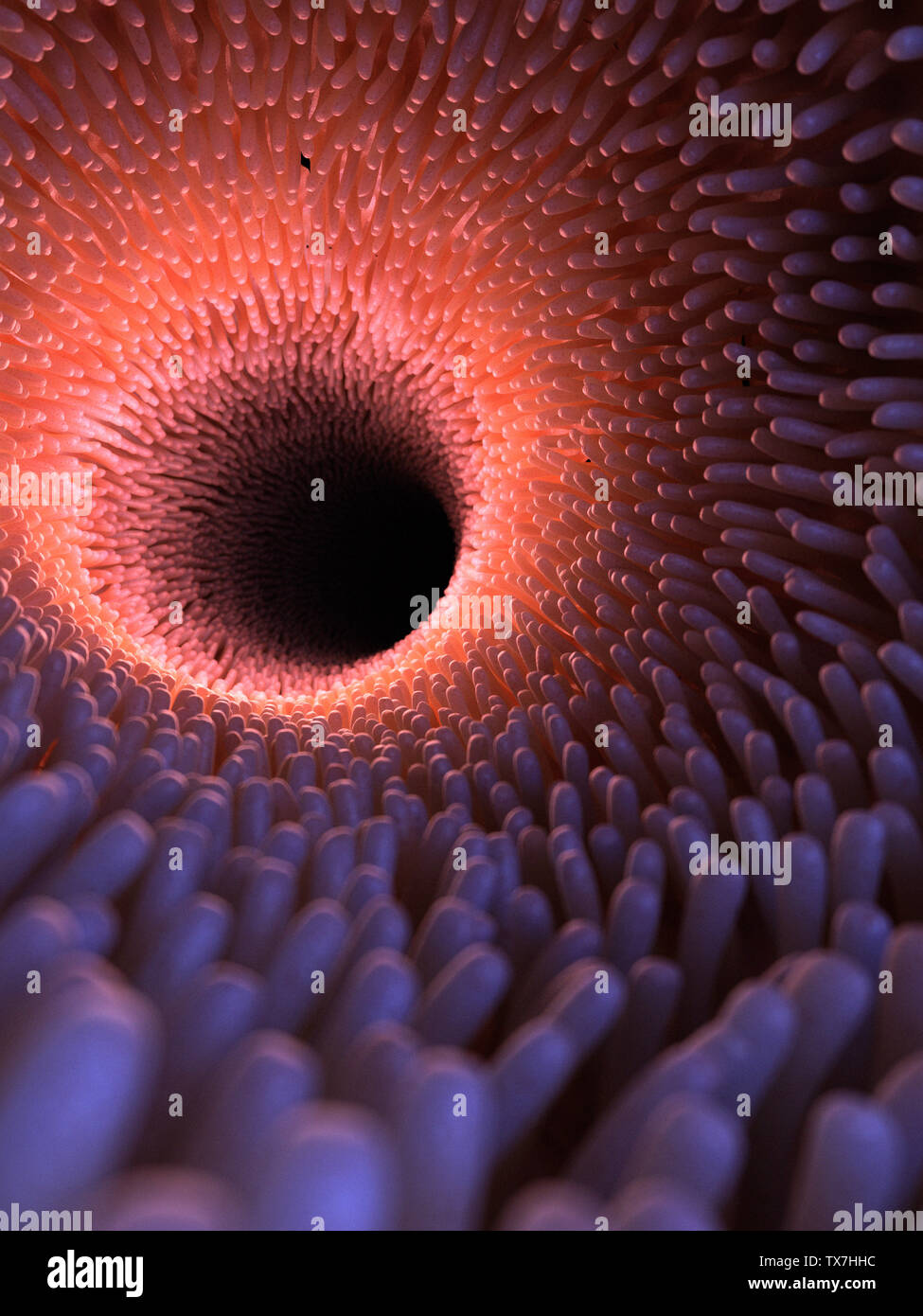 3d rendered medically accurate illustration of healthy intestinal ...