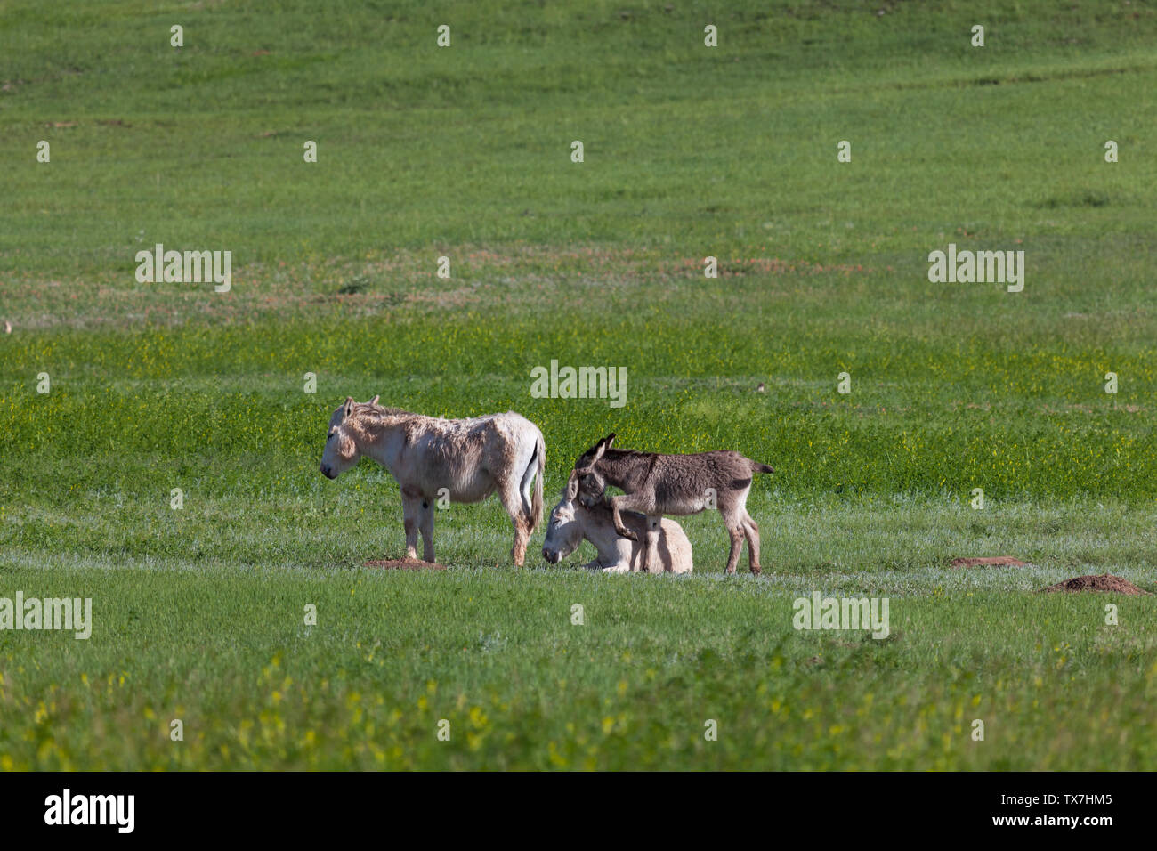 A baby donkey rubs its nose on its moms head to cuddle while she lays ...