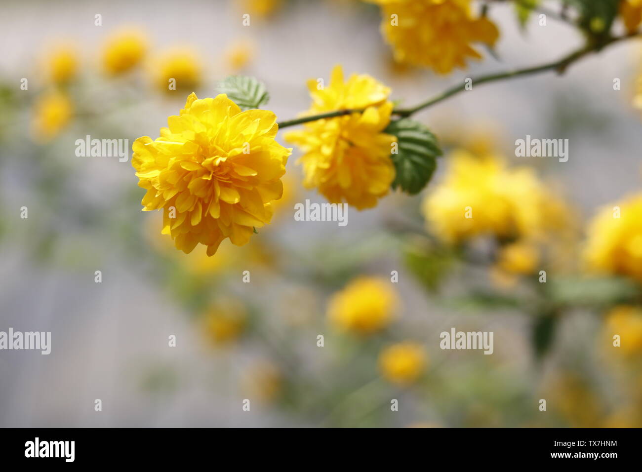 Beautiful Dietang flower, also known as Dietang, Bee Tong flower, Huang ...