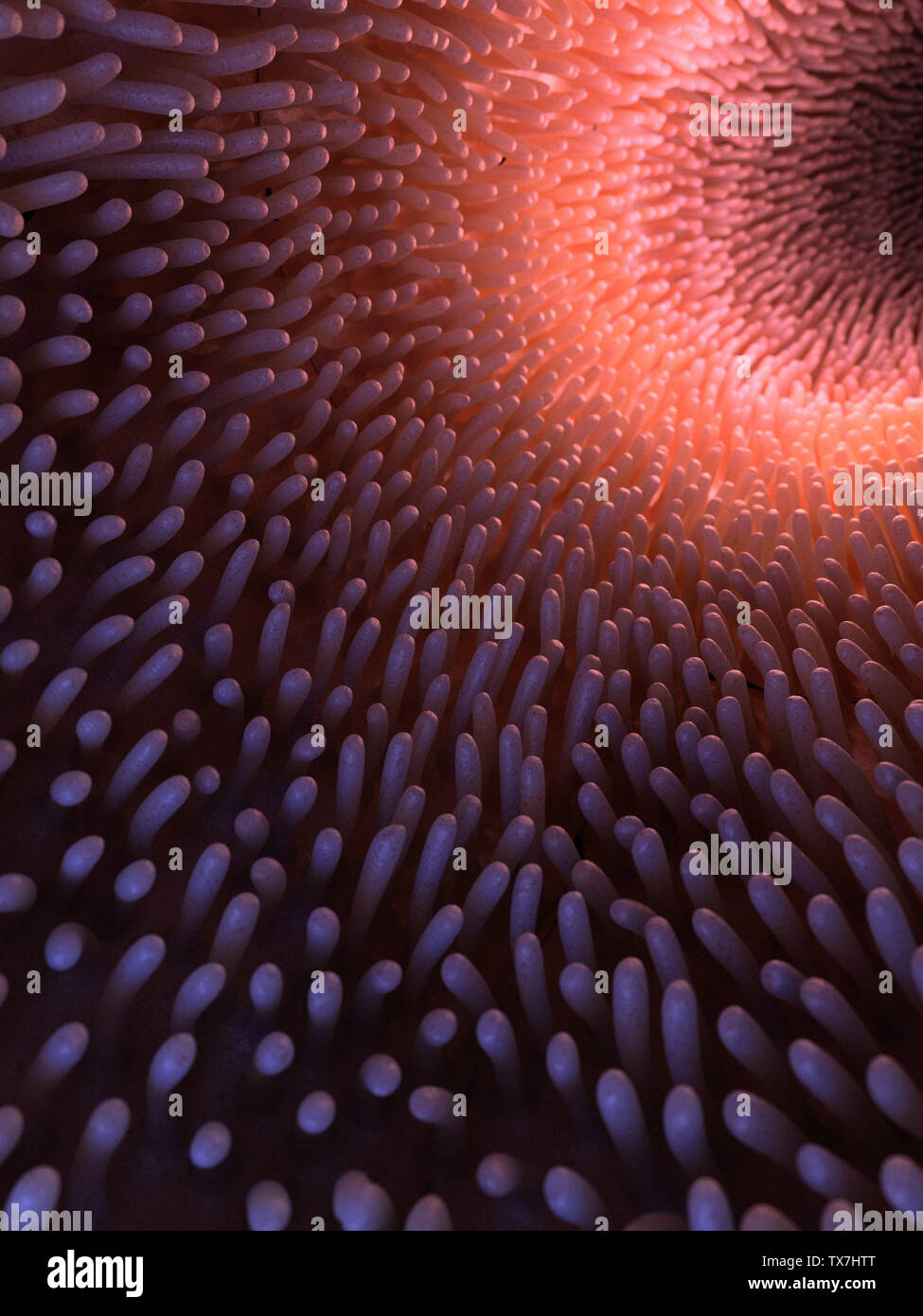 3d rendered medically accurate illustration of healthy intestinal ...