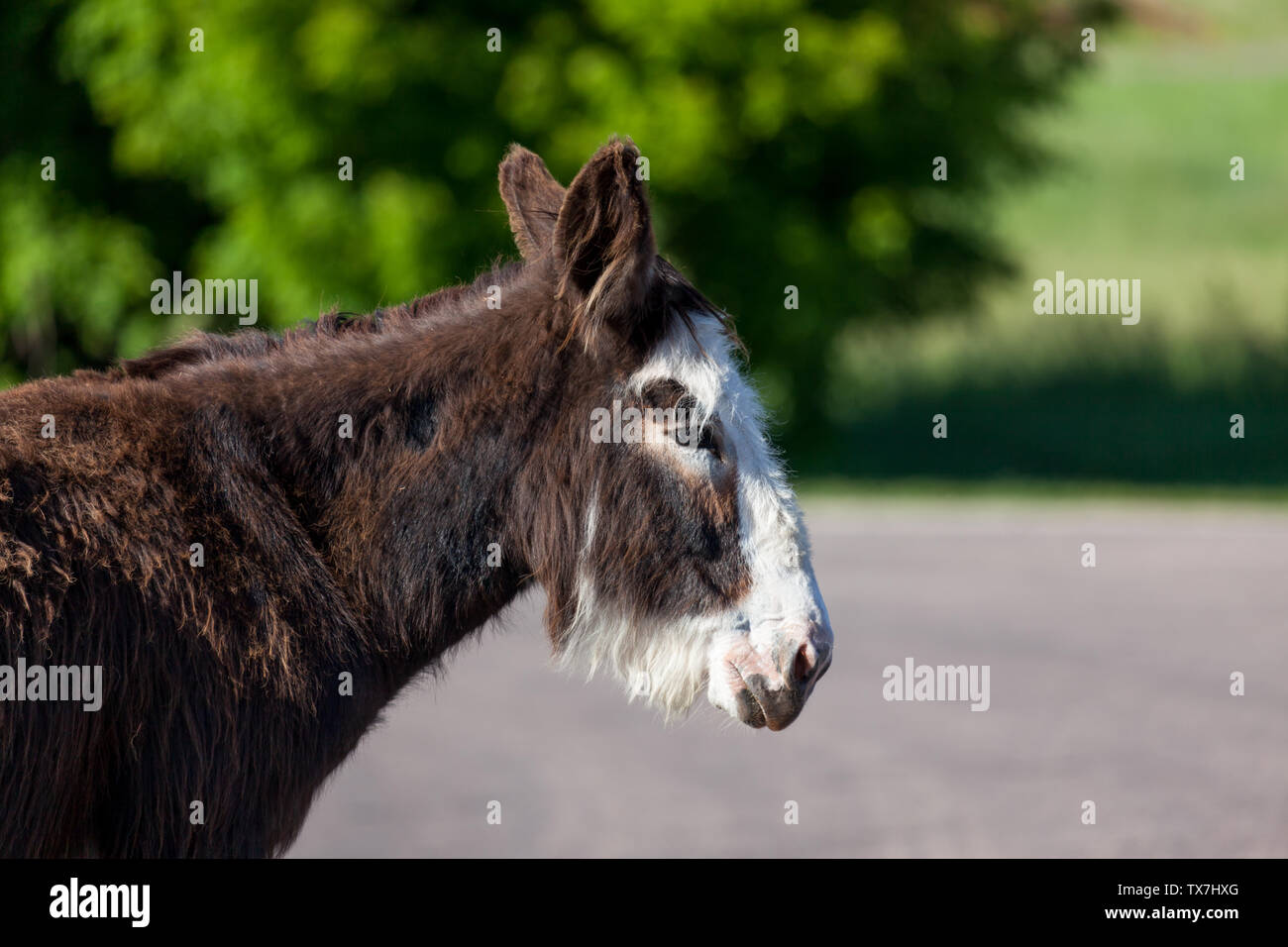 The profile of a feral donkey whose ancestors carried pack supplies to ...