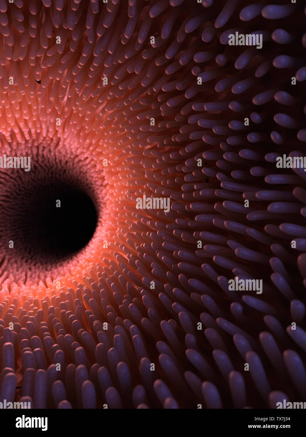 3d rendered medically accurate illustration of healthy intestinal ...