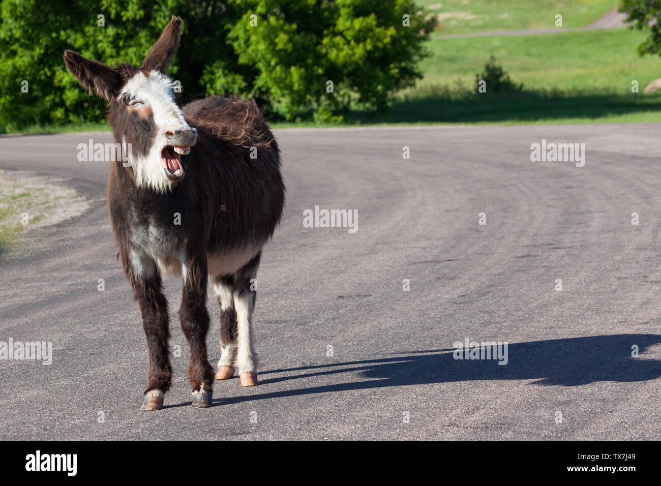 A feral donkey with a white face and brown hair stands in the sunshine ...