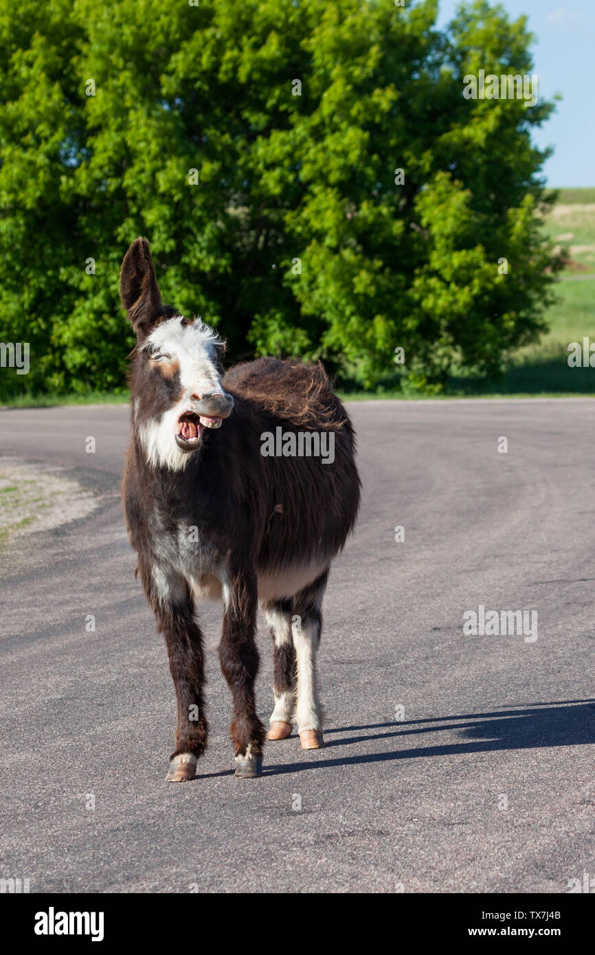 A feral donkey with a white face and brown hair stands in the sunshine ...