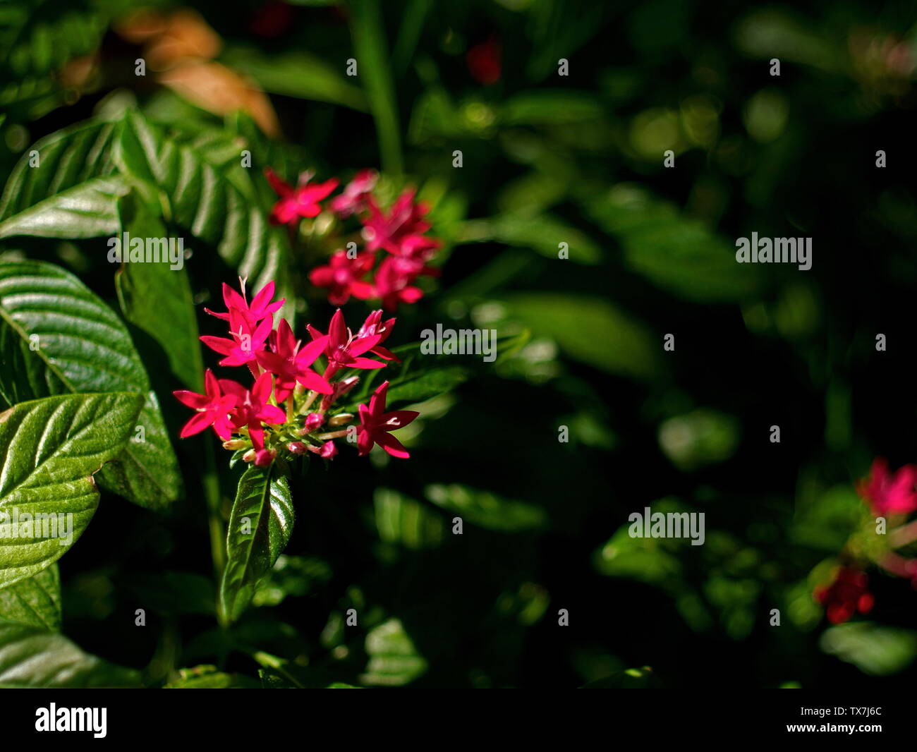 Five star flowers flowers and nature plants hi-res stock photography ...
