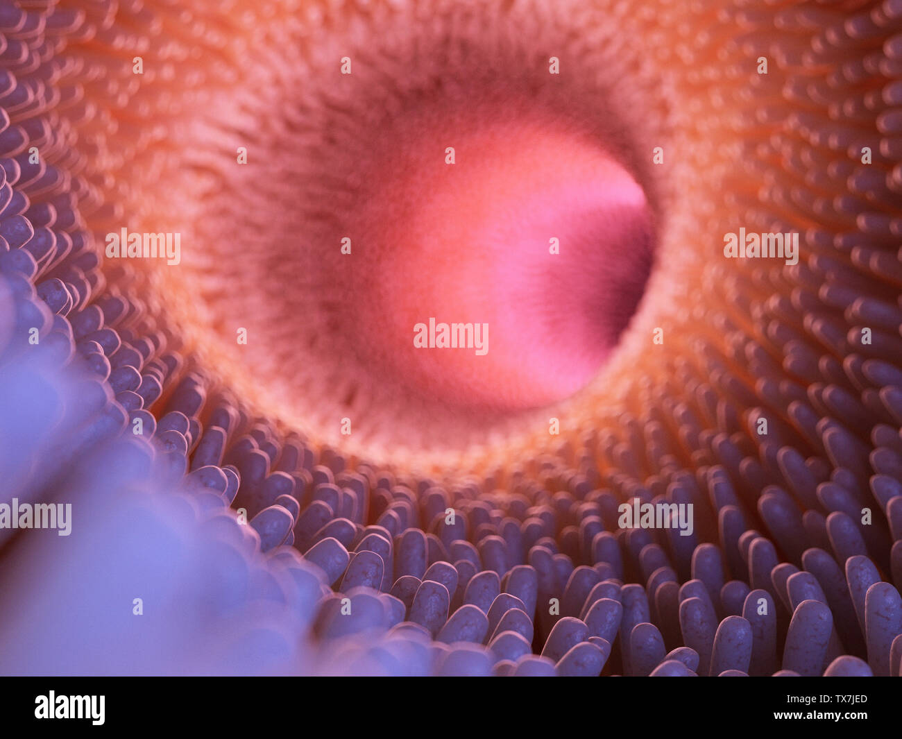 3d rendered medically accurate illustration of intestinal villi Stock ...