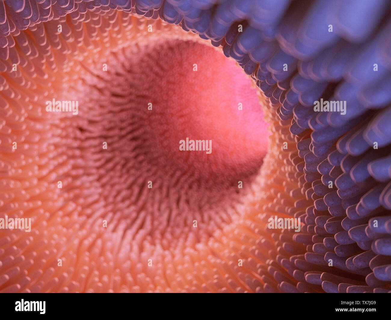 Inside of the intestinal lining hi-res stock photography and images - Alamy