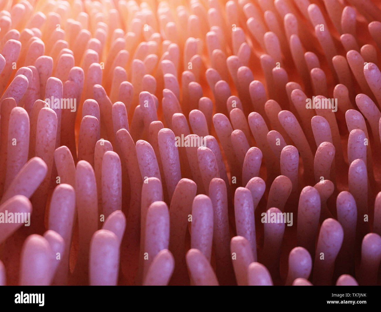 3d rendered medically accurate illustration of intestinal villi Stock ...