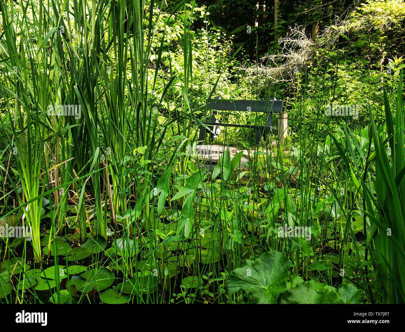Hidden lake bench hi-res stock photography and images - Alamy