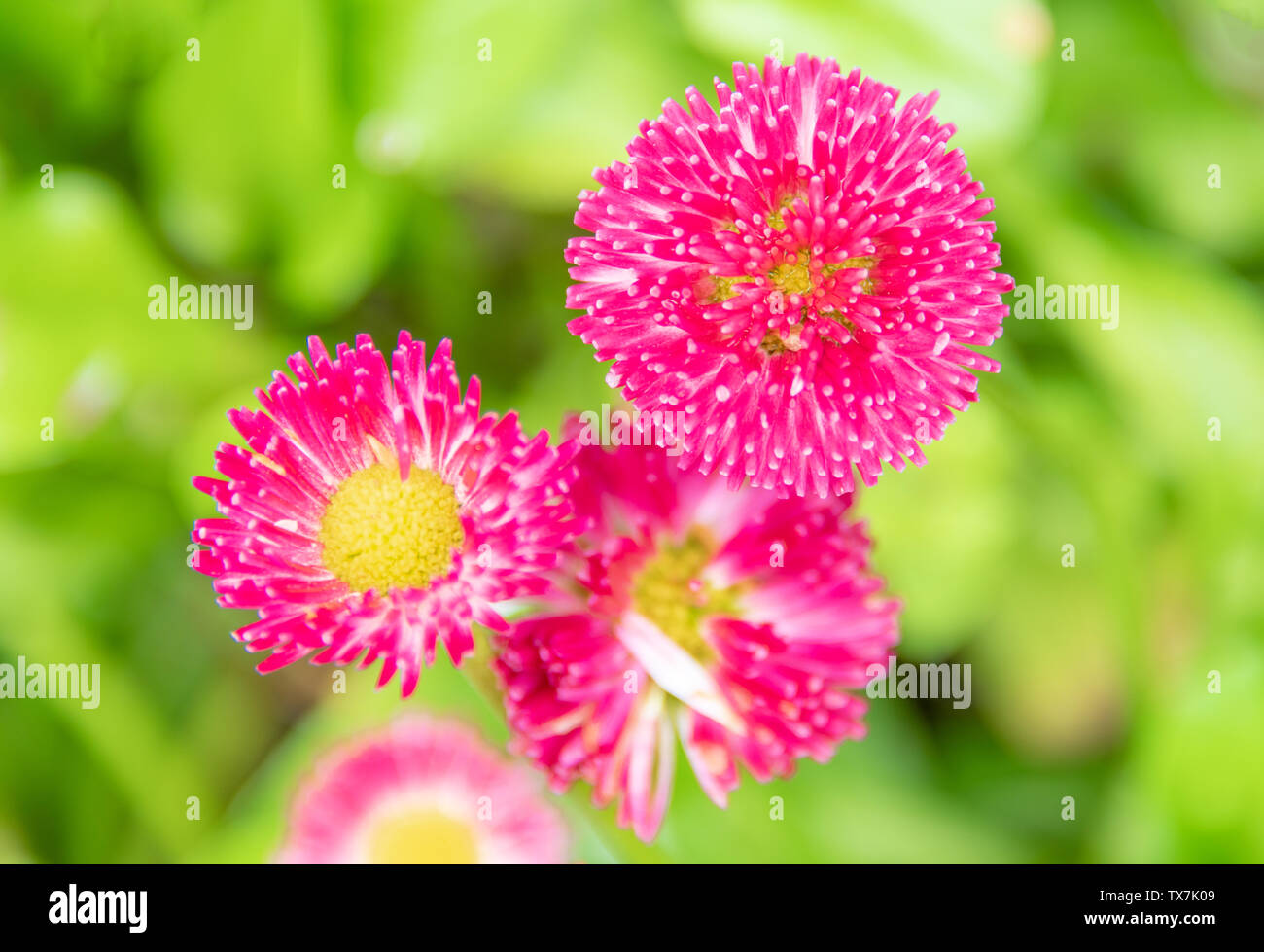 Little red daisies Stock Photo - Alamy