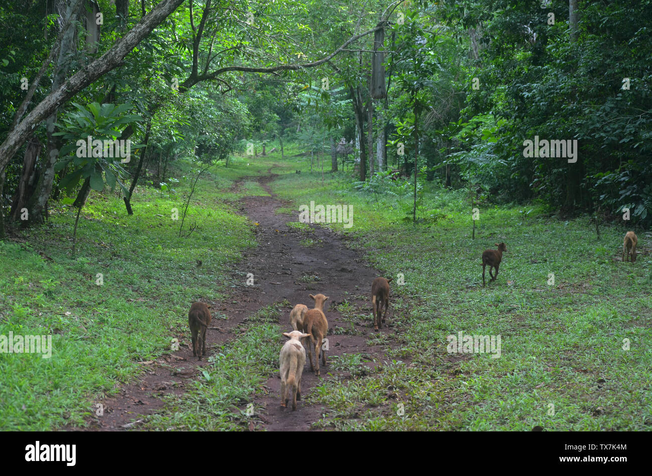 Forest path in the karstic hills of Limones de Tuabaquey, a Cuban ...