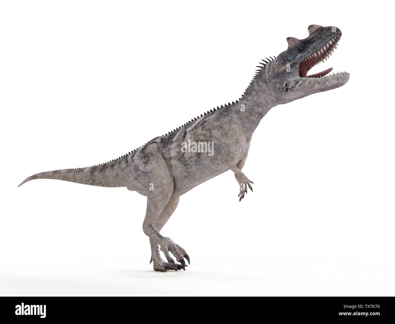 Ceratosaurus High Resolution Stock Photography and Images - Alamy