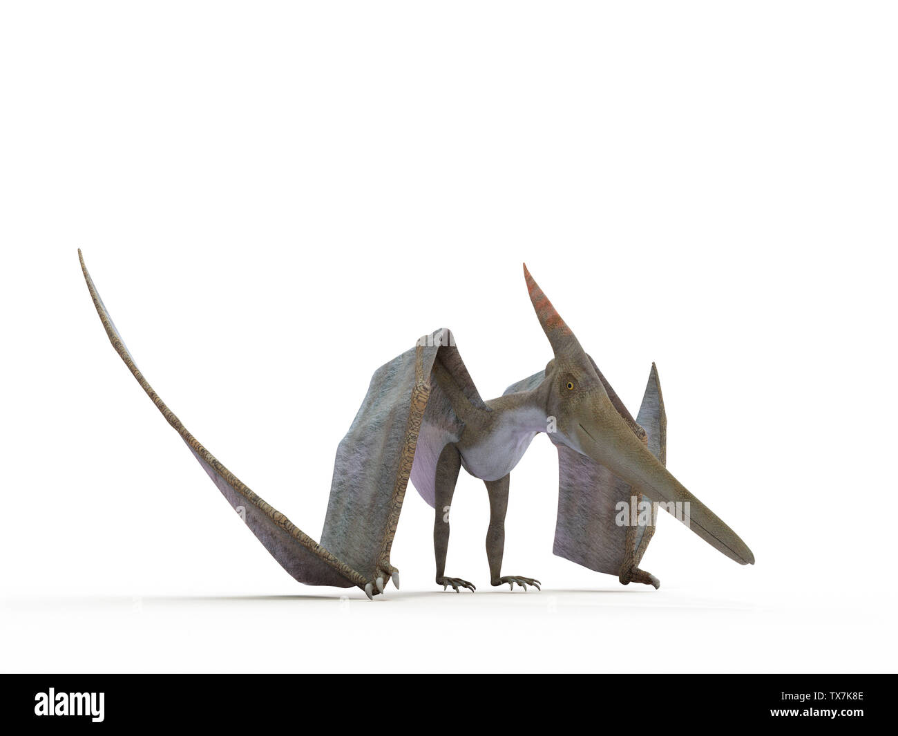 Pteranodon model hi-res stock photography and images - Alamy
