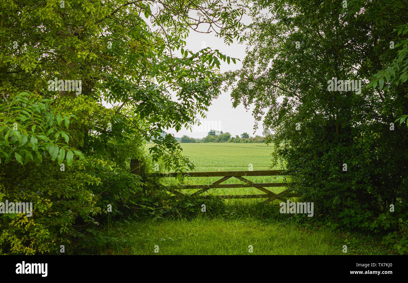 Wheat field on foggy morning as viewed from closed farm gate flanked by ...