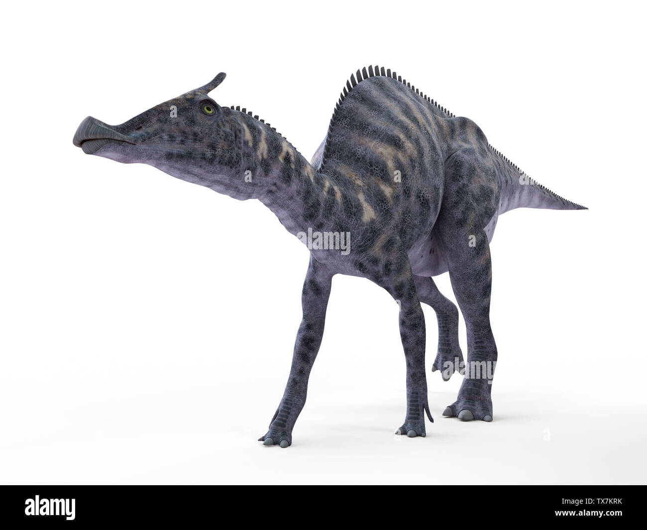 Saurolophus hi-res stock photography and images - Alamy