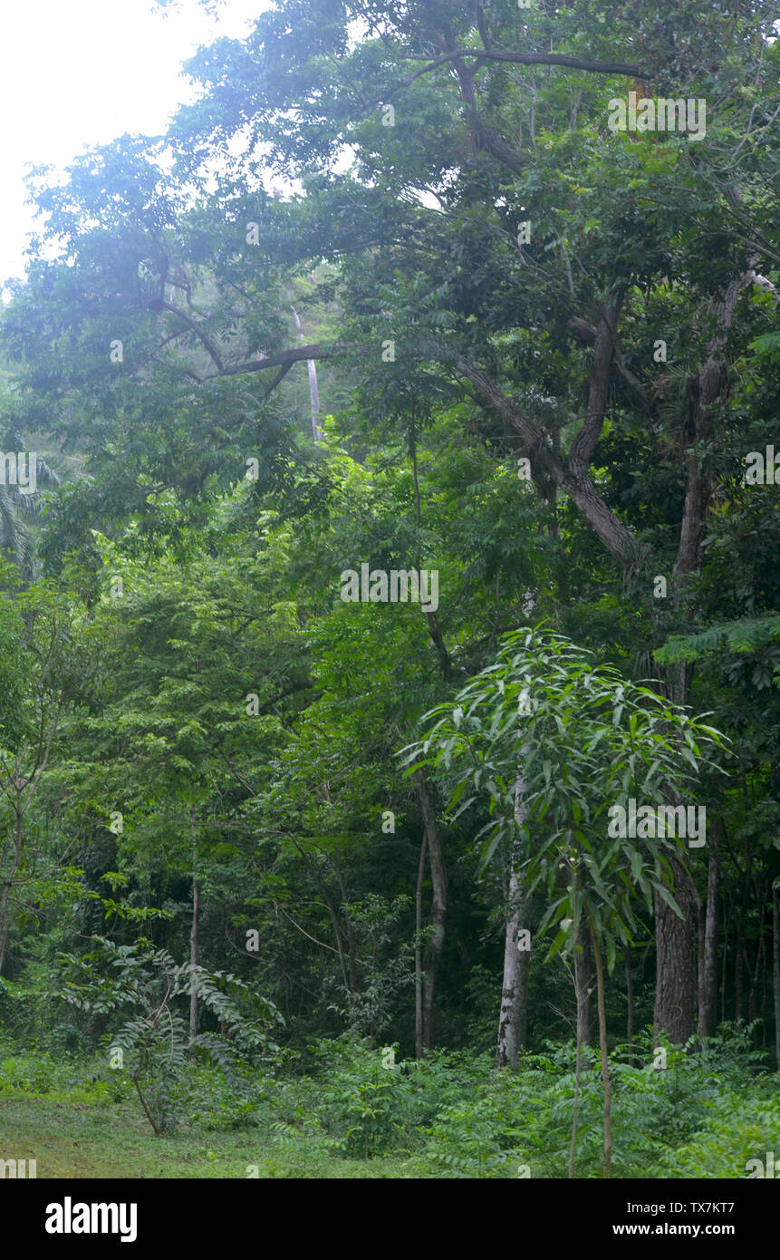Cuban Forest