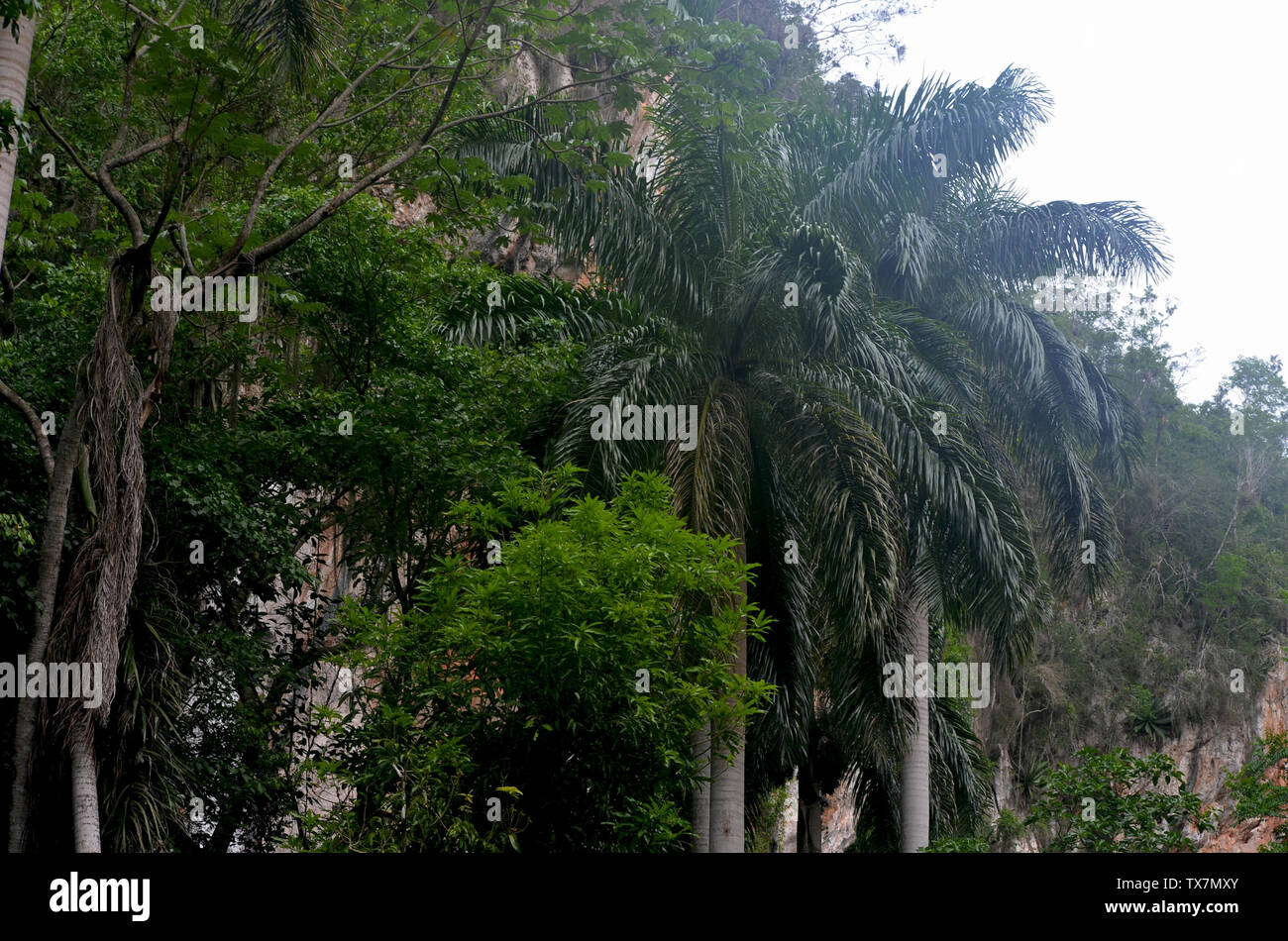 Forest path in the karstic hills of Limones de Tuabaquey, a Cuban ...