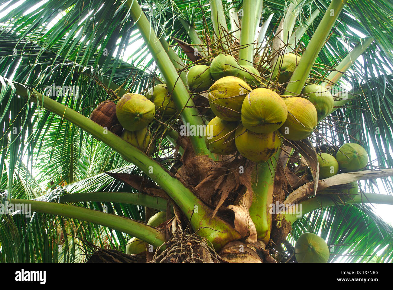 Coconut Farm Thailand High Resolution Stock Photography and Images - Alamy