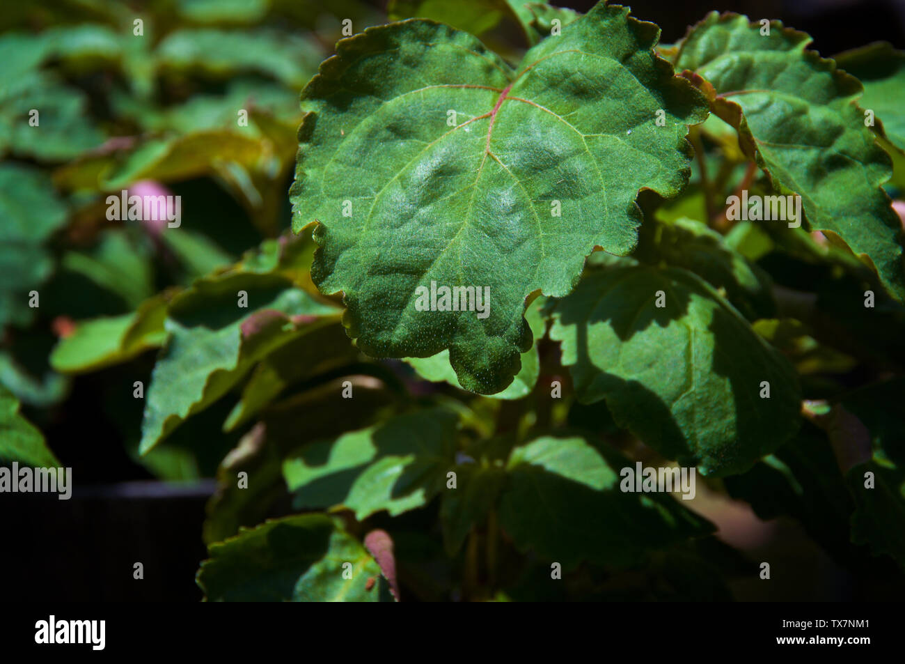Pogostemon cablin leaf hi-res stock photography and images - Alamy