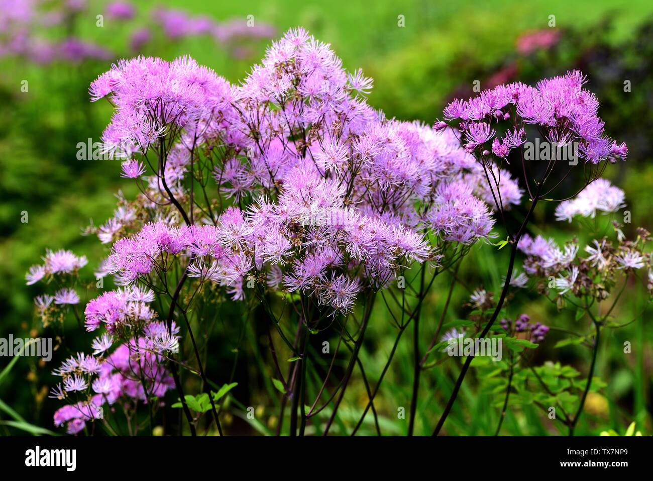 Fluffy pink flowers hi-res stock photography and images - Alamy