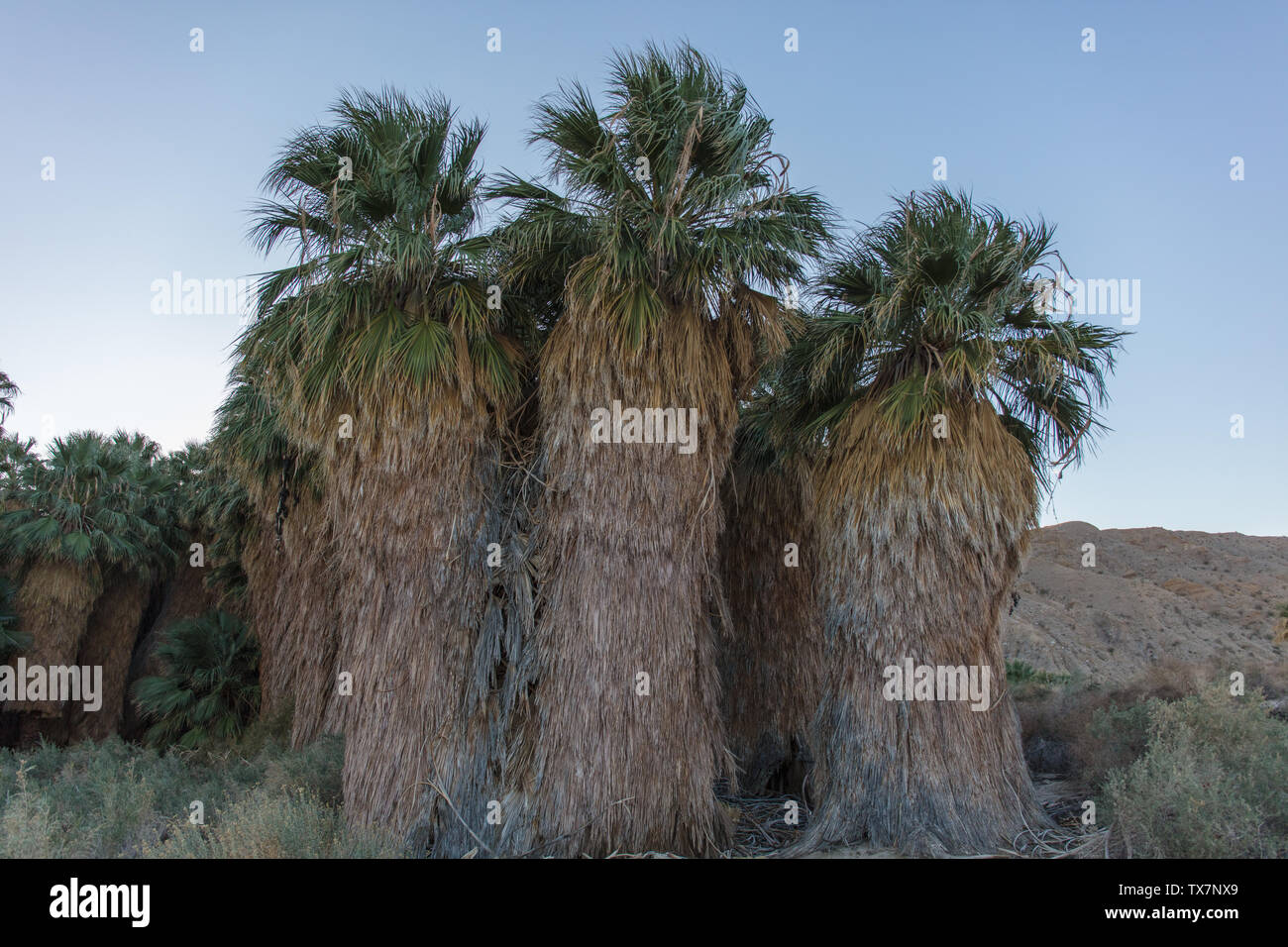 Palm Grove, California, USA Stock Photo - Alamy