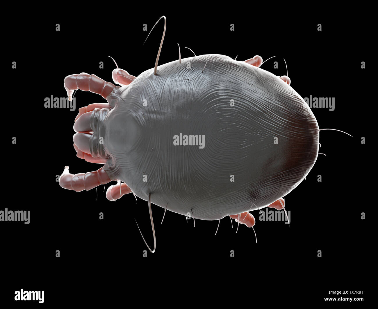 3d rendered medically accurate illustration of a dust mite Stock Photo ...