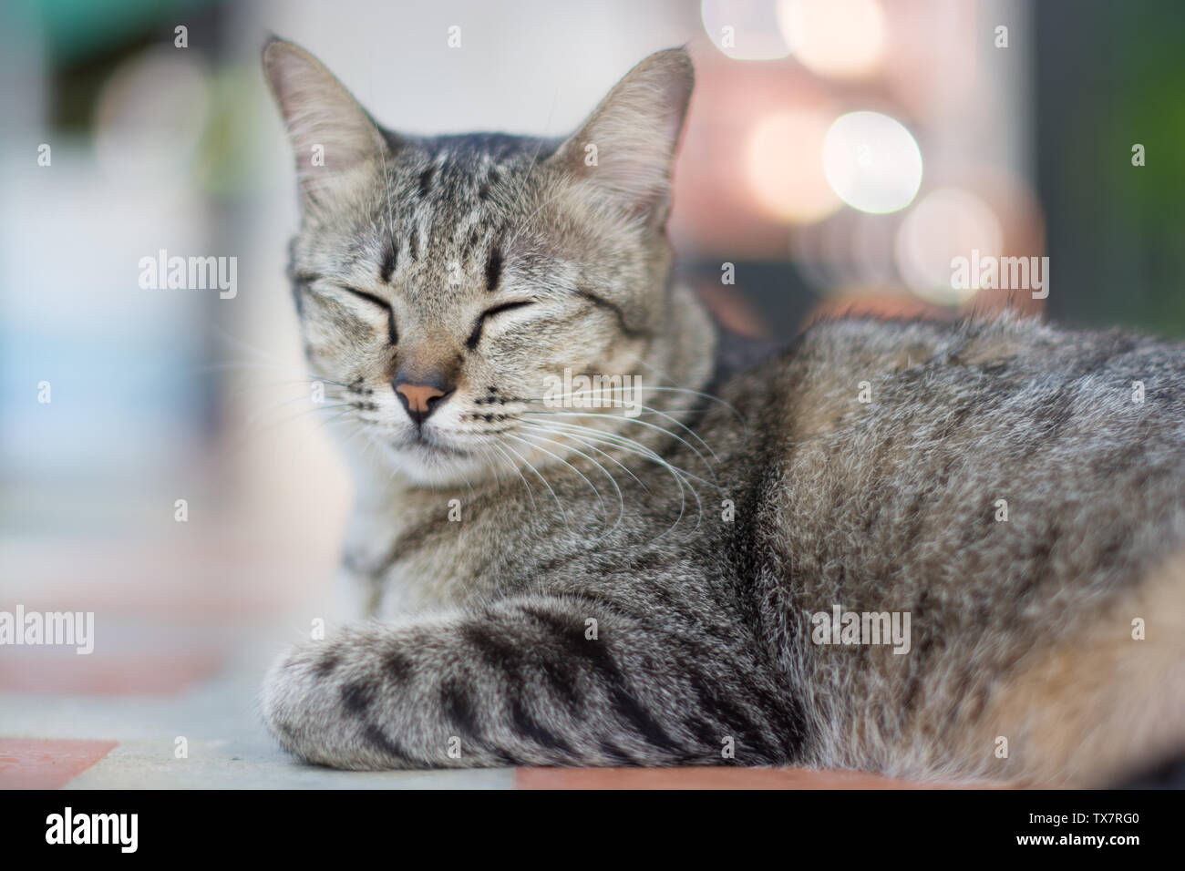 Cat thai three color Stock Photo - Alamy