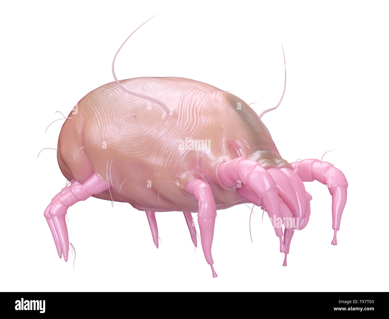 Dust mite illustration Cut Out Stock Images & Pictures - Alamy