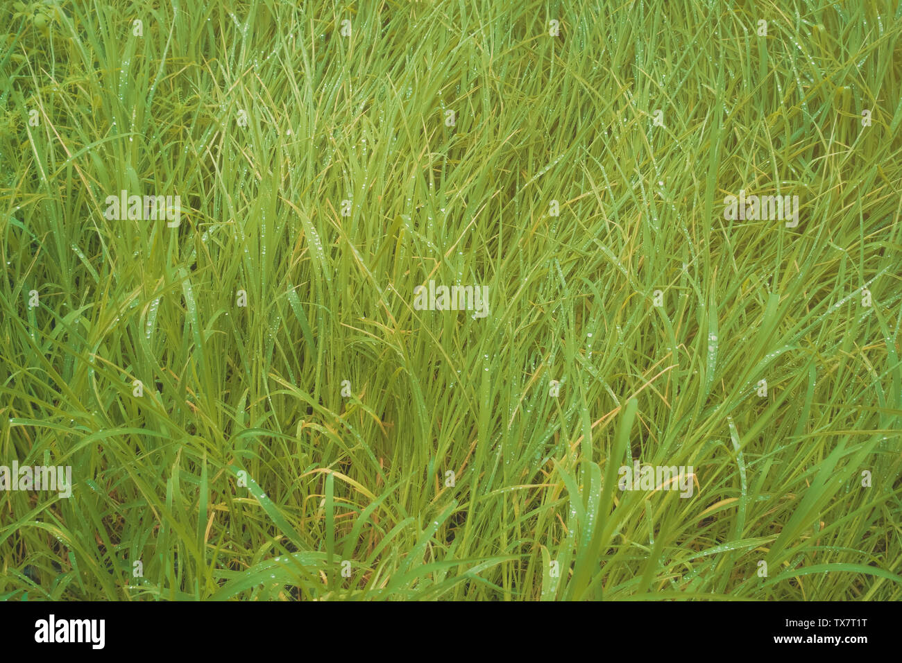 Green grass fell with dew drops after rain Stock Photo - Alamy