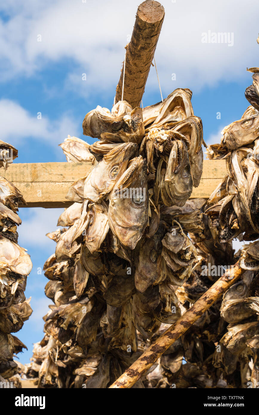 Cod heads drying on a wooden rack outside, in the preparation of ...