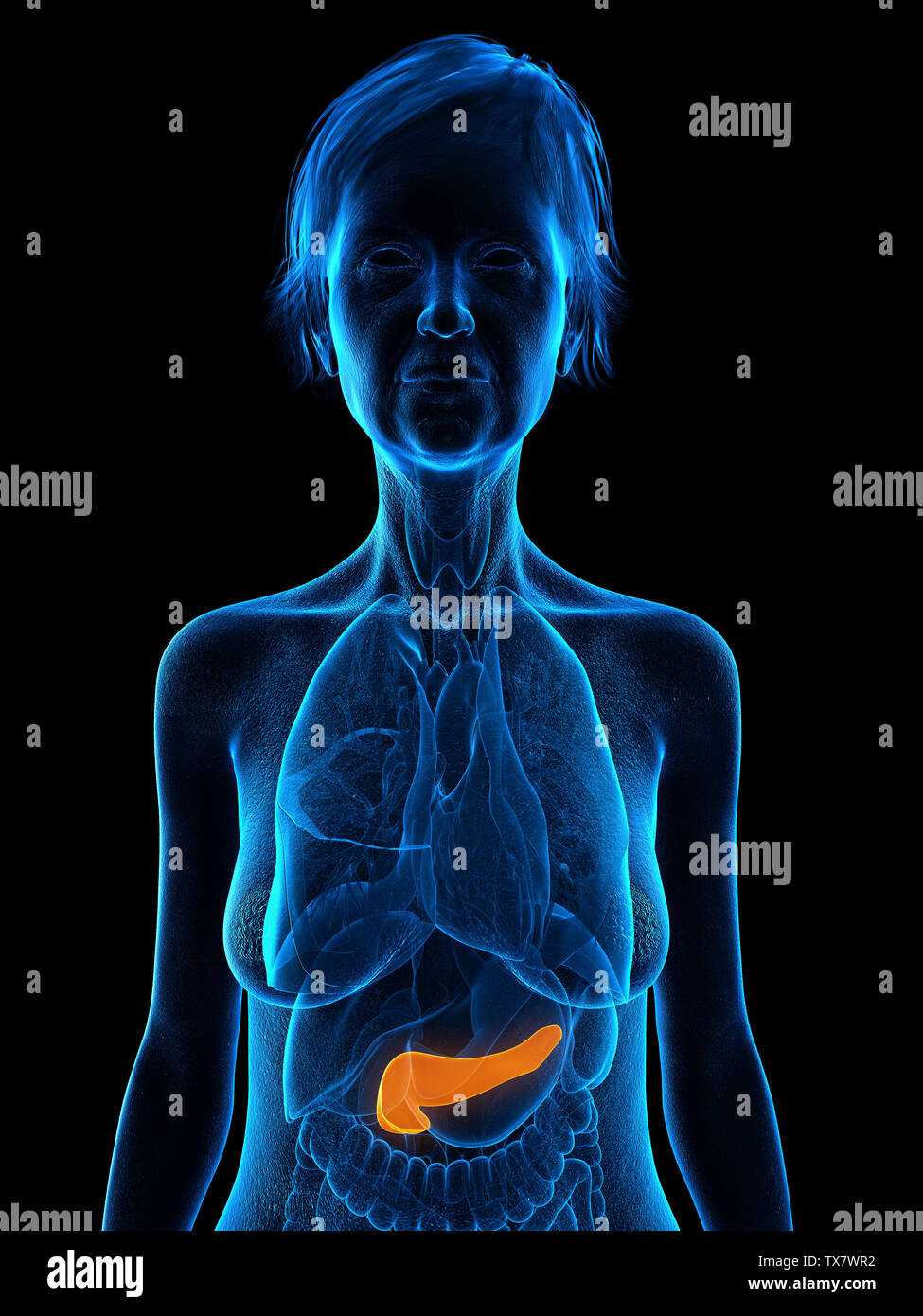 3d rendered medically accurate illustration of an elder females ...
