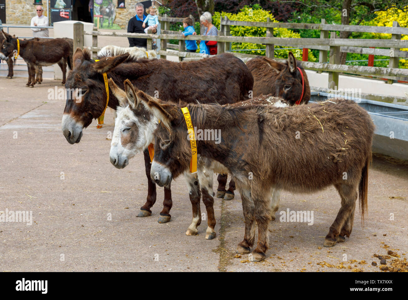 Cute donkeys at The Donkey Sanctuary near Sidmouth, Devon in south ...