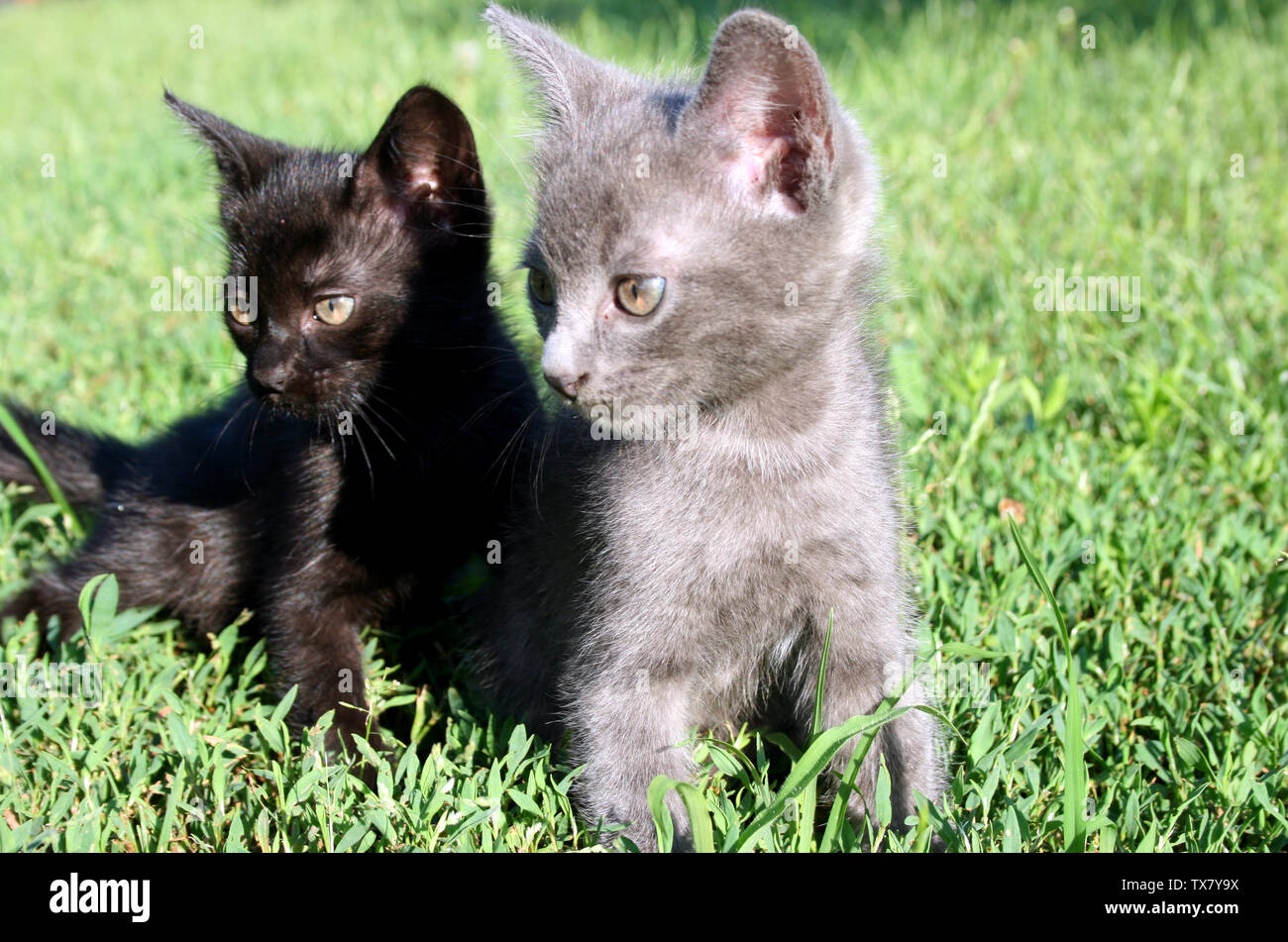Little cats hi-res stock photography and images - Alamy