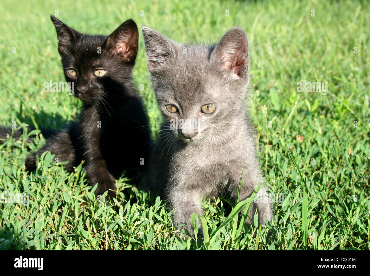 Little cats hi-res stock photography and images - Alamy