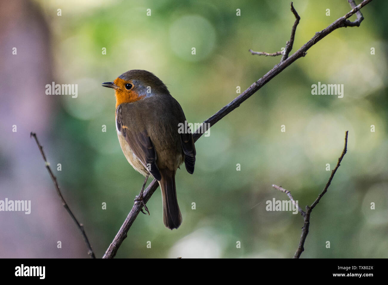 Side view robin bird on hi-res stock photography and images - Alamy