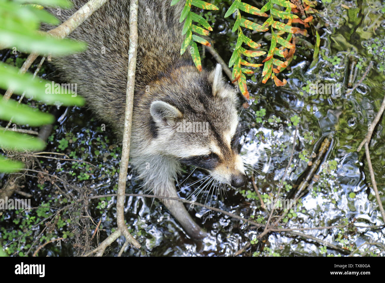 Raccoon exploring a Florida swamp Stock Photo - Alamy